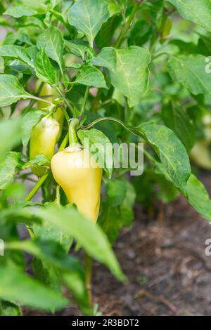 Yellow bell pepper in the garden. Sweet pepper in the vegetable garden ...