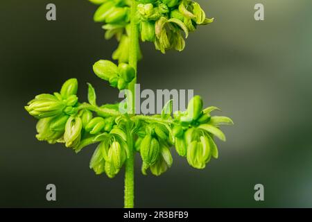 Close up Male Cannabis plant showing pollen sacks Stock Photo - Alamy