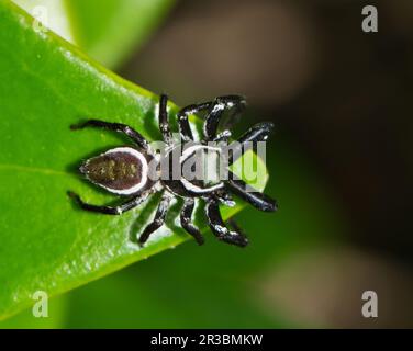 A dorsal view of a Green jumping spider (Epeus flavobilieatus) from ...