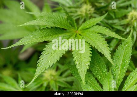 Cannabis closeup of the bud grown at home legally Stock Photo - Alamy