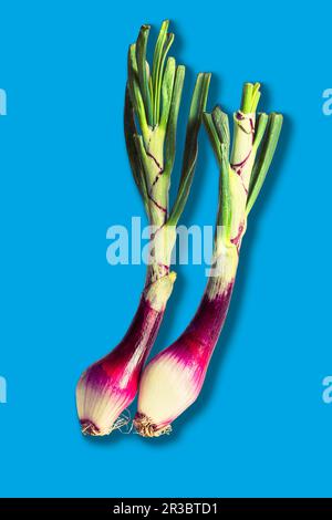 Organic Purple Scallions Stock Photo - Alamy