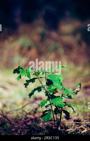 Little oak tree sapling Stock Photo - Alamy