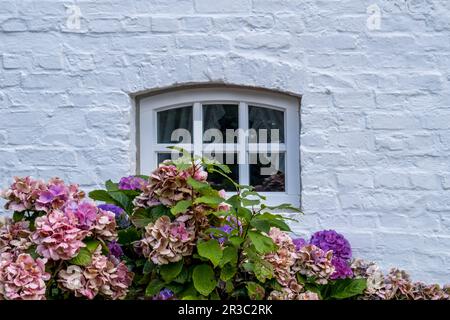 Small window with hydrangeas Stock Photo - Alamy