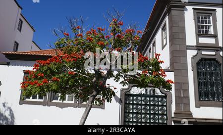 Flowering tree in Funchal, Madeira Stock Photo - Alamy