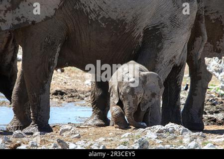 A very tired, young elephant struggling to stand after trying to drink ...
