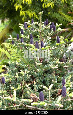 Abies koreana 'Blue Emperor' Stock Photo - Alamy