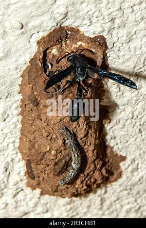 A Great Black Spider Wasp working on its nest Stock Photo - Alamy