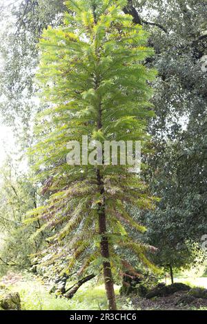 Wollemia nobilis - wollemia pine tree Stock Photo - Alamy