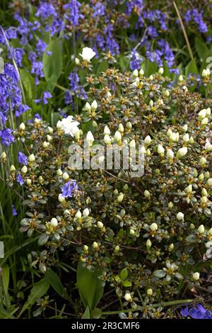 Azalea ' Schneeperle' Stock Photo - Alamy