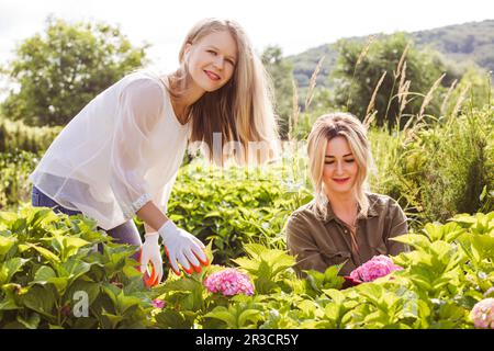 Two gardener are taking care of flowers with secateurs and watered it ...
