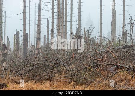 Dead forest resin Stock Photo - Alamy