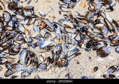 Broken Mussel shells washed up on a beach Stock Photo - Alamy