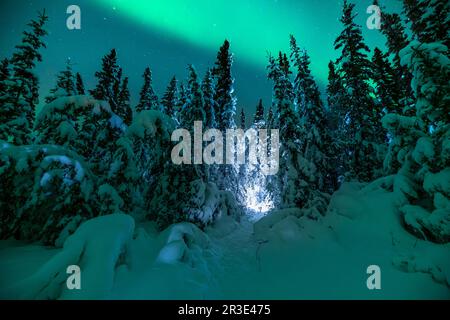Magnificent turquoise green aurora borealis seen in northern Canada ...