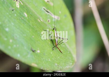 A resting cricket (Conocephalus sp.) in Panama Stock Photo - Alamy