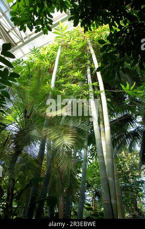 Dendrocalamus giganteus, giant bamboo Stock Photo - Alamy