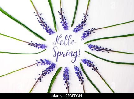 Top view of blue grape hyacinths beside silver grey foliage Stock Photo ...