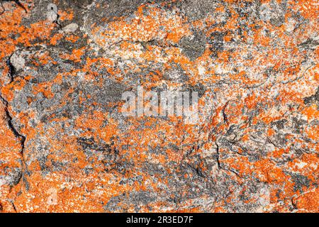 Macro texture of orange and black lichen moss growing on mountain rock ...