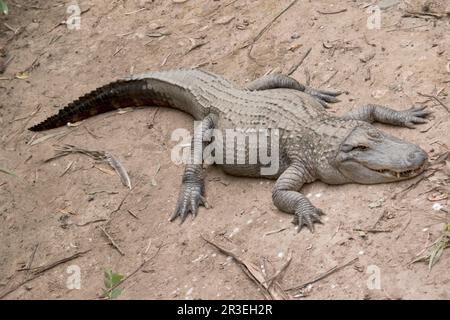 Alligators have a long, rounded snout that has upward facing nostrils ...