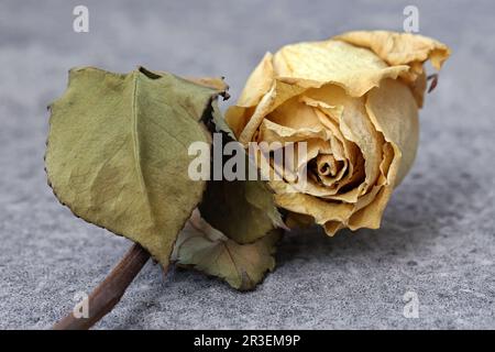 Withered rose blossom Stock Photo - Alamy