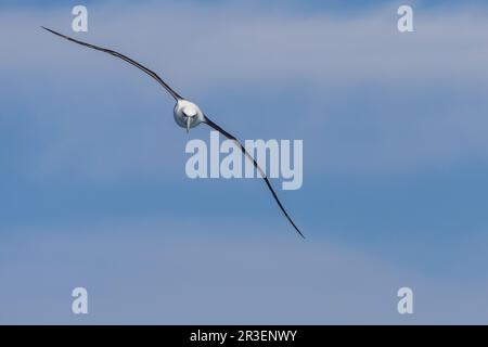 Southern Royal Albatross aloft in the Southern Ocean,with Mouth Agape ...