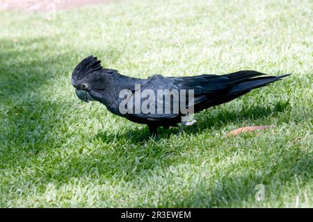 The Red-tailed Black-Cockatoo is mostly glossy black and has an ...