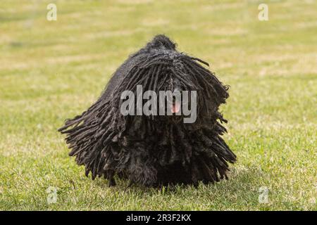 Black Hungarian Puli dog running on grass with dreadlocks flying Stock ...