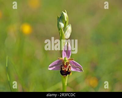 single flower of velvety insect mimic Bee Orchid (Ophrys apifera) with ...