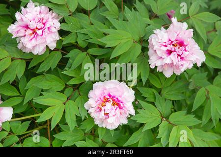 Bright pink blossoming peony flowers on green leaves background in ...