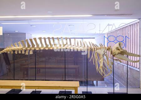 Grampus griseus, Aula de la Mar, center of. interpretation of the ...