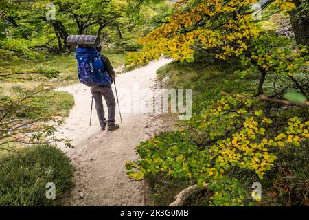 bosque de hayas australes, -Lenga-, Nothofagus pumilio, El Chalten ...
