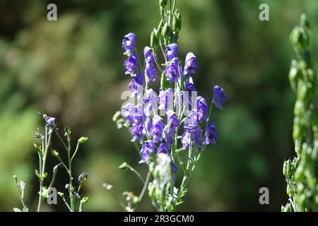 Aconitum variegatum, aconite Stock Photo - Alamy