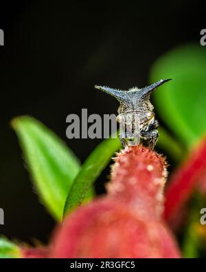Green treehopper on tree branch Stock Photo - Alamy