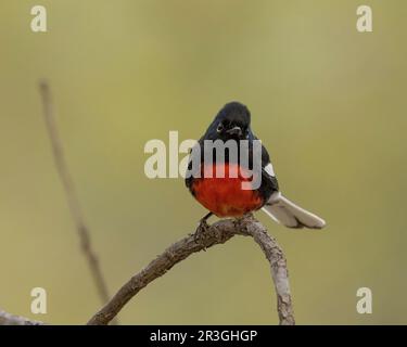 Painted Redstart (Myioborus picts) at Cave Creek Canyon, Cochise County ...