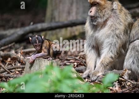 Salem, Germany. 23rd May, 2023. A few days old baby Barbary ape sits ...