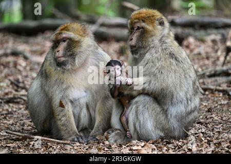 Salem, Germany. 23rd May, 2023. A few days old baby Barbary ape plays ...