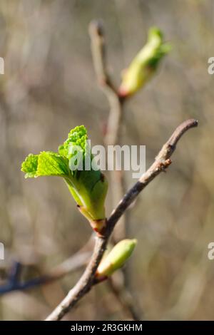 Dog rose bud (Rosa Canina Stock Photo - Alamy
