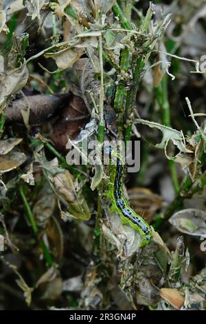 Common box (Buxus sempervirens), May, Germany Stock Photo - Alamy