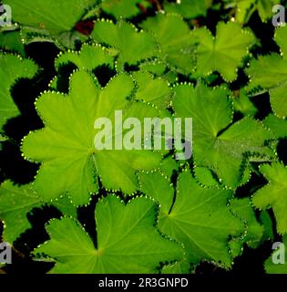 drop of water On the leaf in morning nature beautiful with copy space ...
