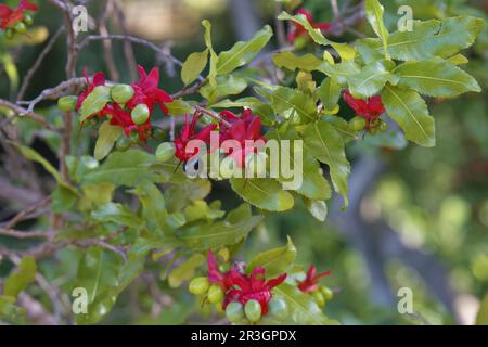 Ochna gamostigmata, Kirstenbosch, Cape Town, South Africa Stock Photo ...