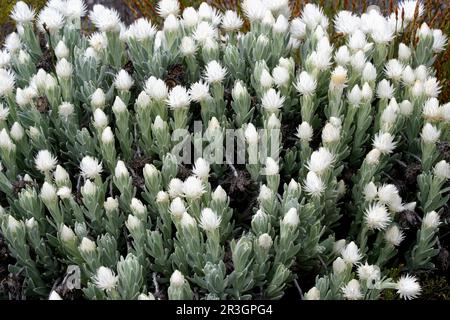 Syncarpha vestita, Table Mountain National Park, Cape Town, South ...