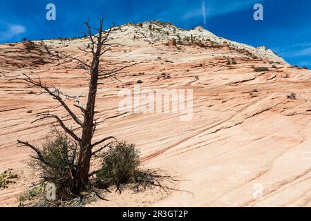 Pinky rocky waves in Zion National Park, USA Stock Photo - Alamy