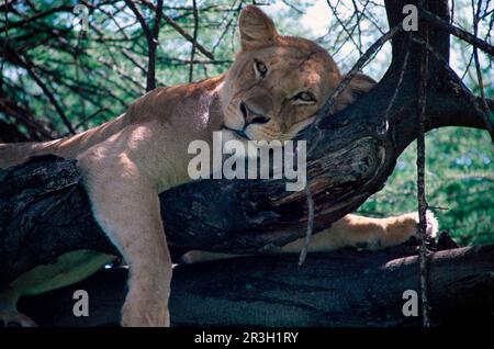 African Lion Niche Lioness Lion, Lions (Panthera leo), Predators ...