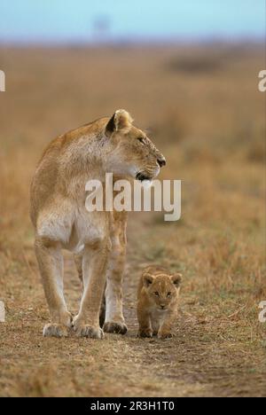 African Lion Niche Lioness Lion, Lions (Panthera leo), Predators ...