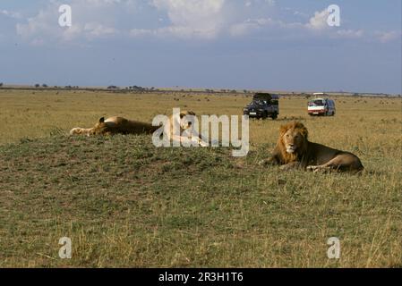 African Lion (Panthera leo) Niche Lioness, Lion, Lionesses, Predators ...