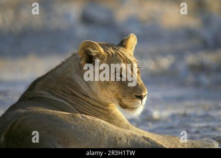 African Lion Niche Lioness Lion, Lions (Panthera leo), Predators ...