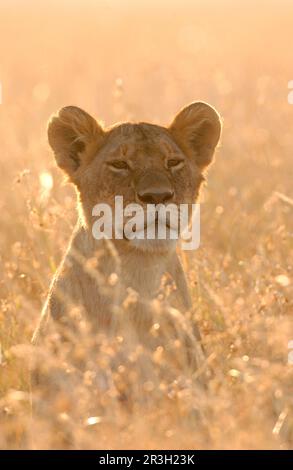 African Lion Niche Lioness Lion, Lions (Panthera leo), Predators ...