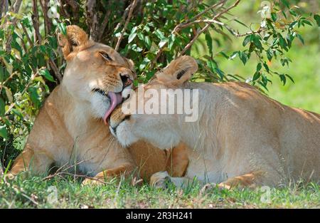 African Lion Niche Lioness Lion, Lions (Panthera leo), Predators ...