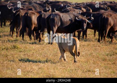 African Lion Fish Lion hunting African Buffalo (Synceros caffer ...