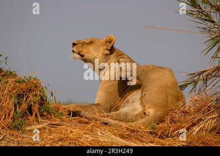 African Lion Niche Lioness Lion, Lions (Panthera leo), Predators ...