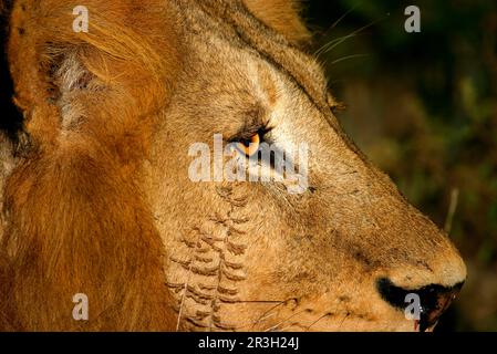 African Lion (Panthera leo) Niche Lioness, Lion, Lionesses, Predators ...